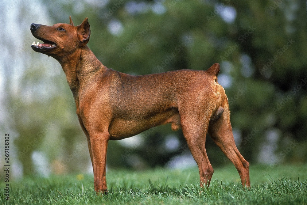 Brown German Pinscher Puppies