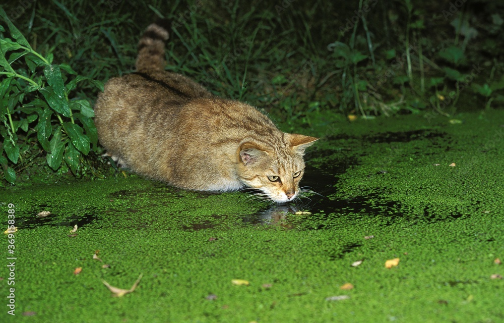 EUROPEAN WILDCAT felis silvestris, ADULT HUNTING IN POND COVERED BY ...