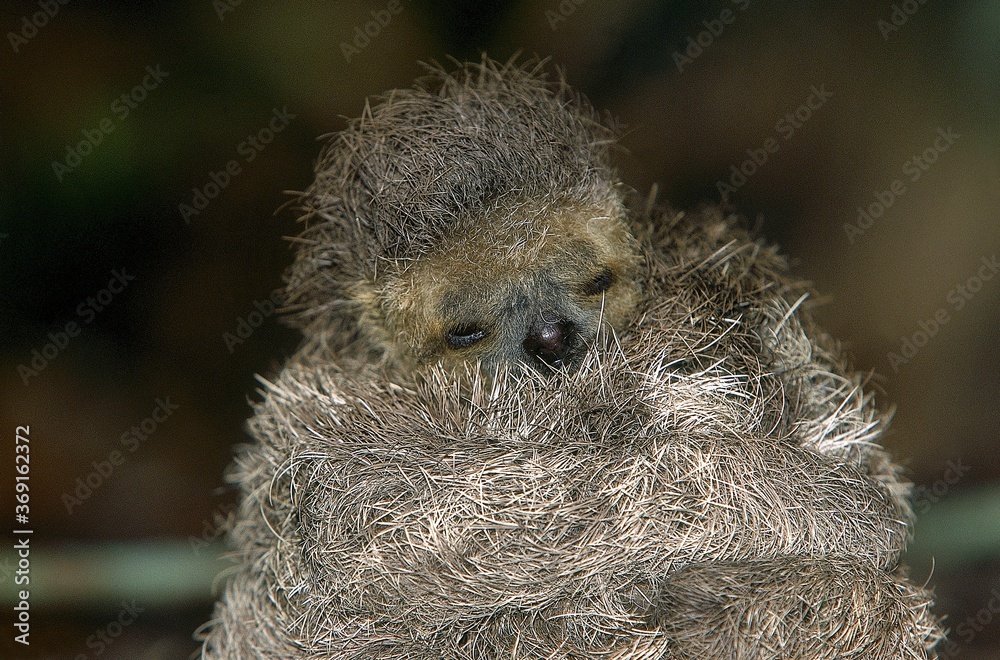 MANED THREE TOED SLOTH bradypus torquatus, BABY, PANTANAL IN BRAZIL ...