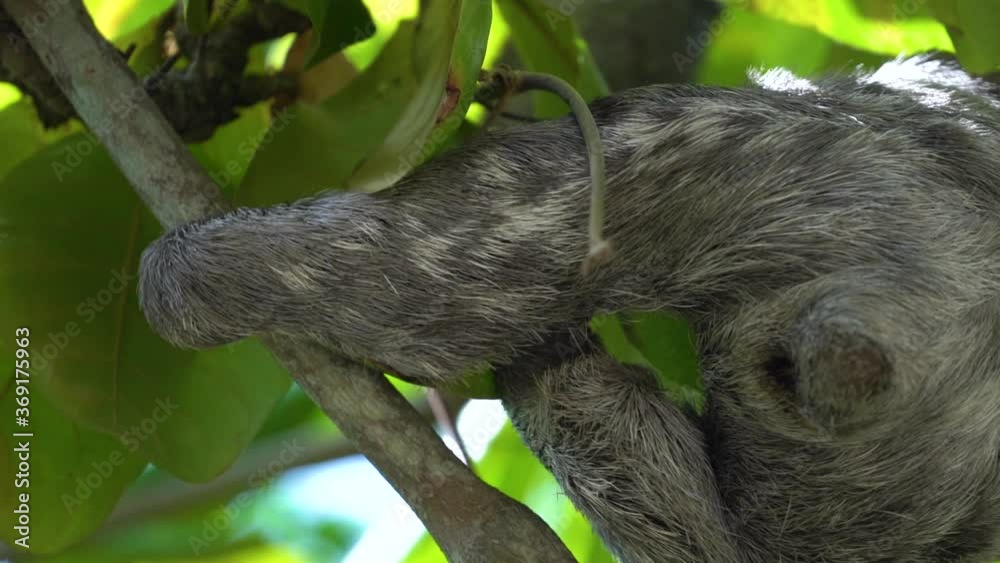 Back side of a three toed sloth climbing in tree of amazon rainforest ...