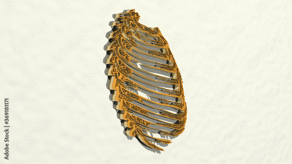 RIBS ANATOMY from a perspective on the wall. A thick sculpture made of ...