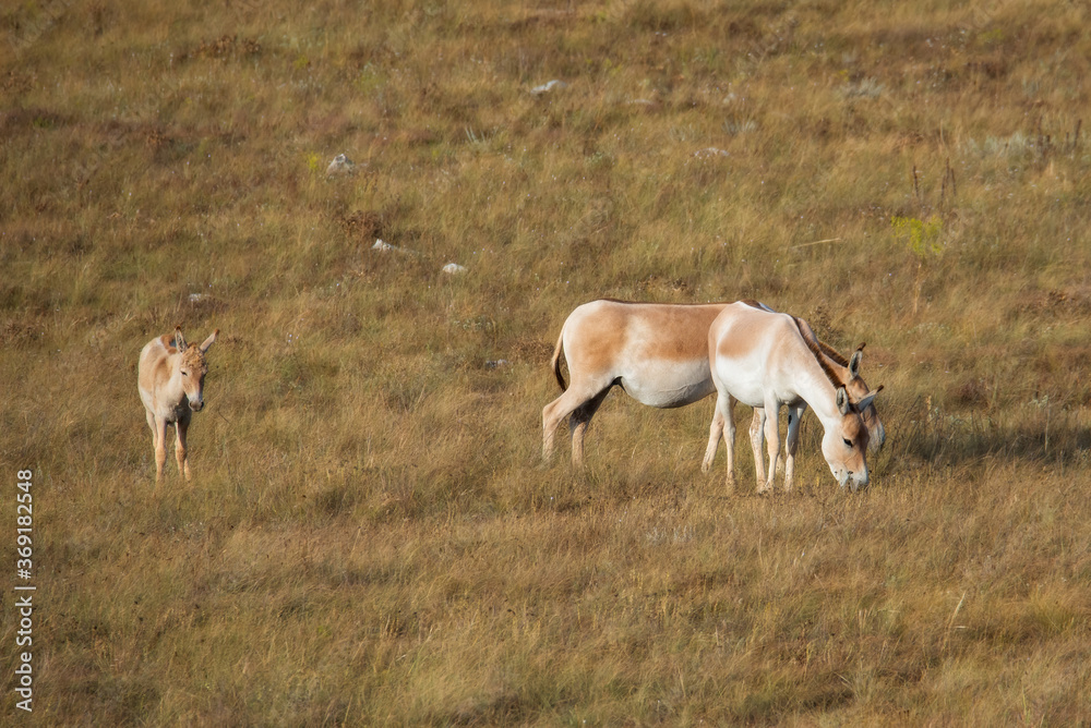 Kulan (Equus hemionus) in its natural habitat. Tarkhankutsky nature ...