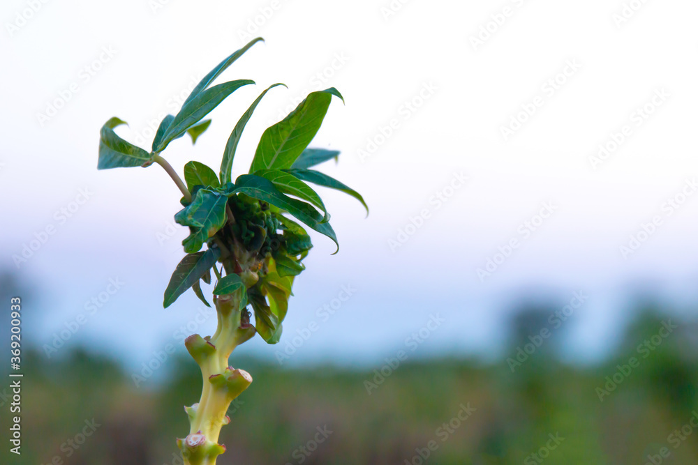 cassava tree growth in planting farm, manioc or tapioca planting field ...