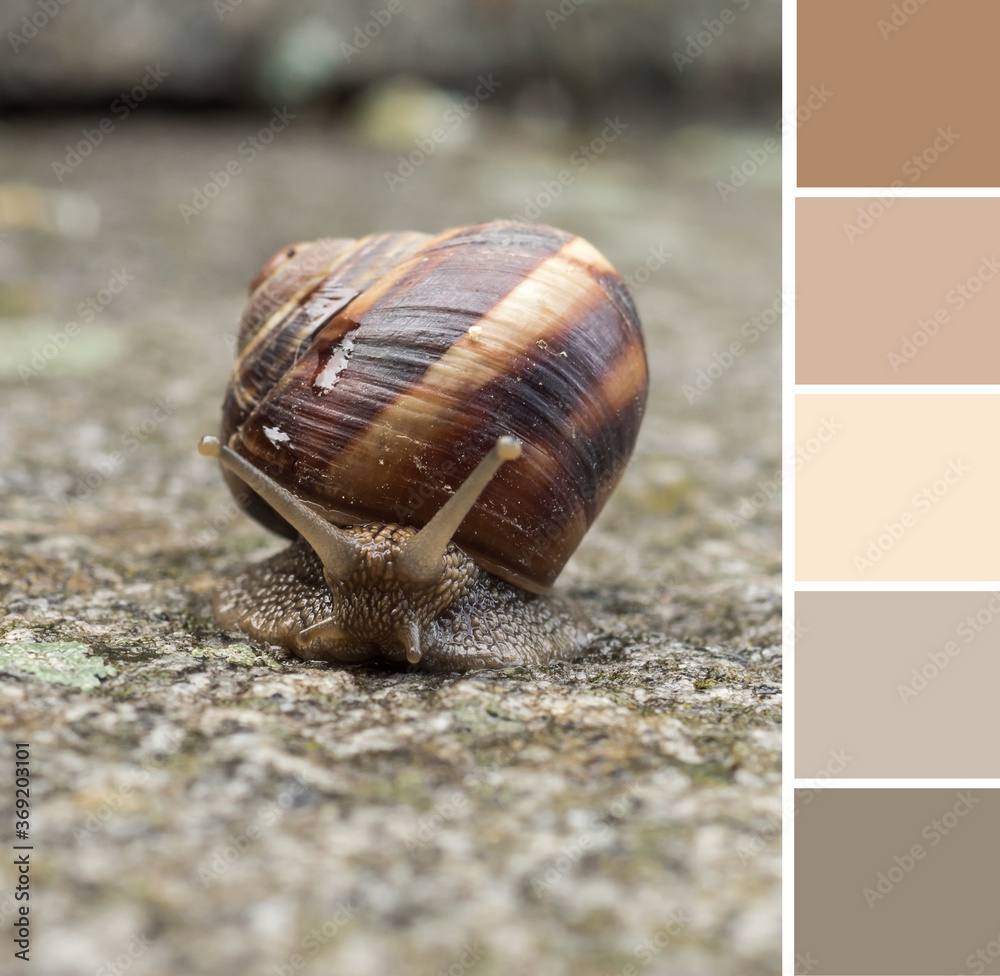 Brown beige land snail (Helix lucorum, Helix pomatia) terrestrial ...