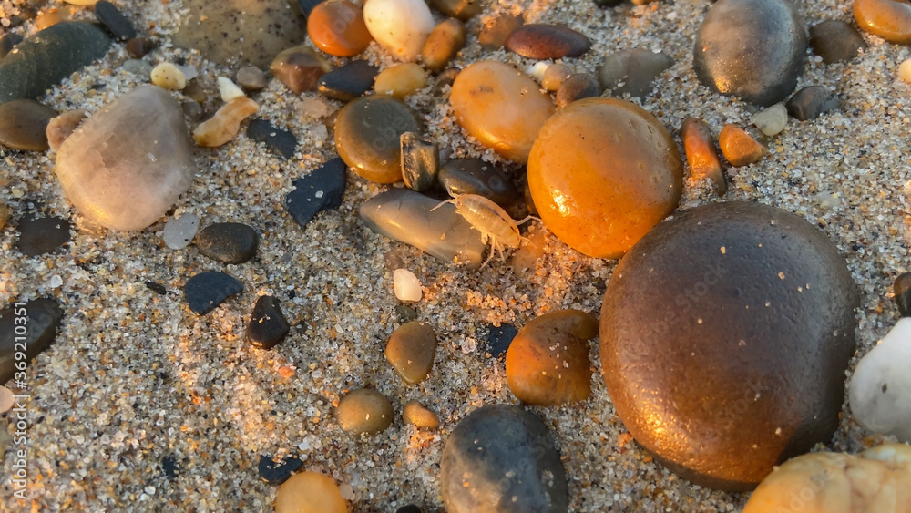 Talitrus saltator on the pebble shore of Esposende, Portugal. Talitrus ...