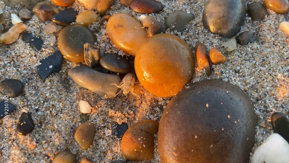 Talitrus saltator on the pebble shore of Esposende, Portugal. Talitrus ...