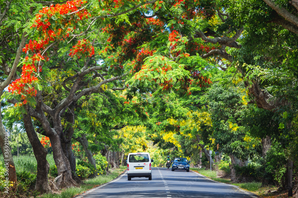 Mauritius road with beautiful exotic tree with red flowers Flamboyant ...