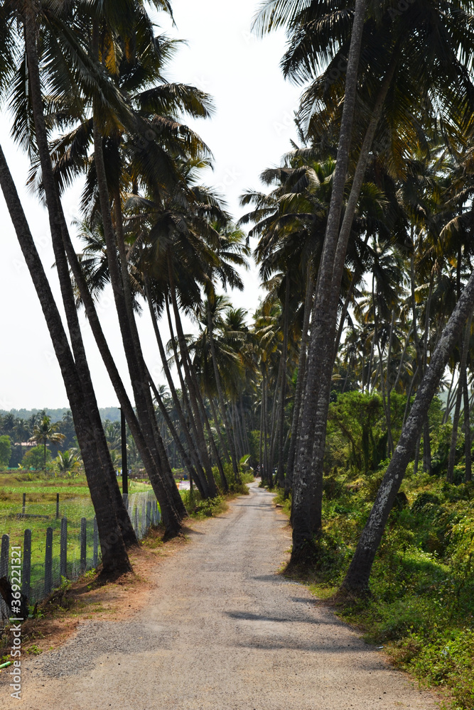 Coconut Trails Stock Photo | Adobe Stock
