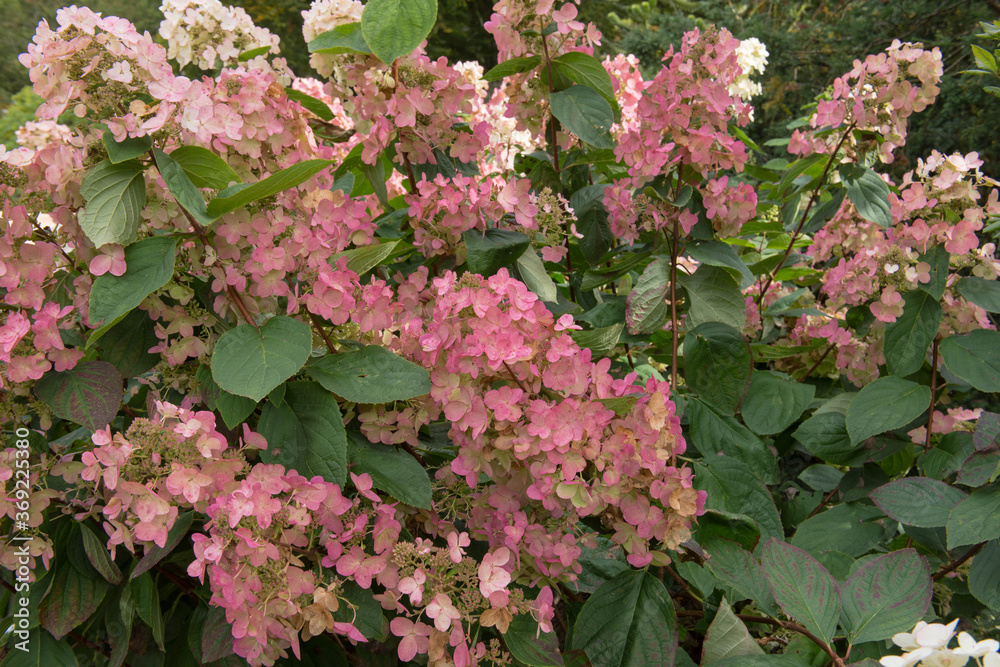 Flower Heads of a Paniculate Hydrangea Shrub (Hydrangea paniculata ...