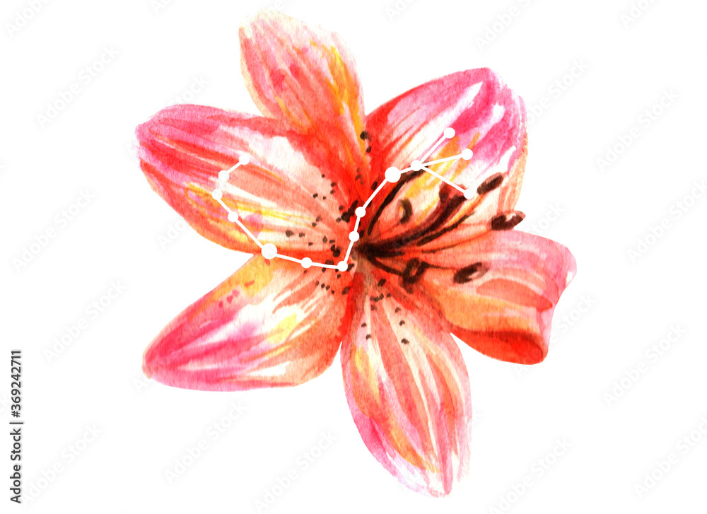 Beautiful bright lily flower with scorpio zodiac sign on it. Hand drawn ...