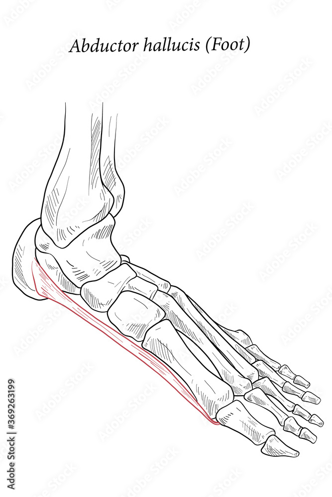 Abductor hallucis muscle foot. Stock Vector | Adobe Stock