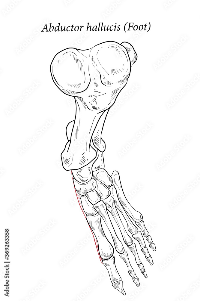Abductor hallucis muscle foot. Stock Vector | Adobe Stock