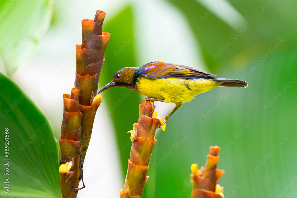 Colorful tiny male bird feeding nectar from Cigar calathea flower ...