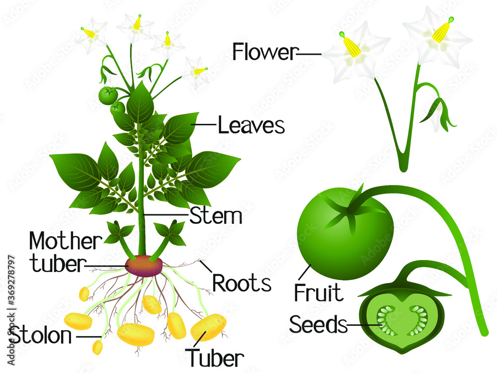 The illustration shows parts of a potato plant. Stock Vector | Adobe Stock