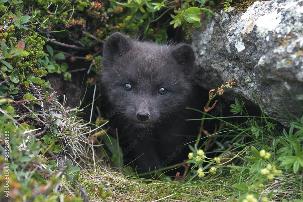 Baby Arctic Fox in Iceland waiting for her mother in her den. Stock ...