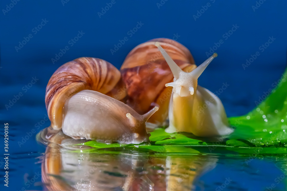 Two snails on a green leaf after the rain. Macro photo. Wet snails ...