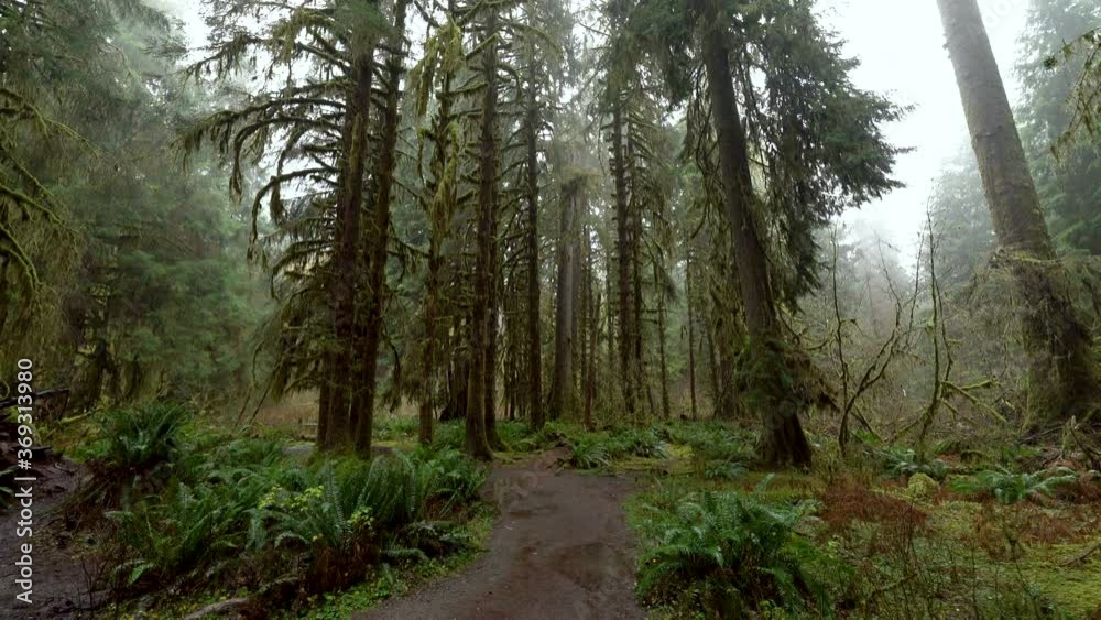Static shot of ferns and mosses at Hall of Mosses in Hoh Rain Forest in ... Static shot of ferns and mosses at Hall of Mosses in Hoh Rain Forest in ...