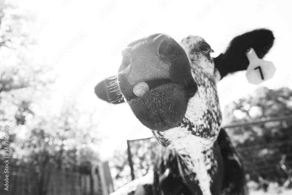 Funny face of speckled calf close up, big nose and cow cube in mouth ...