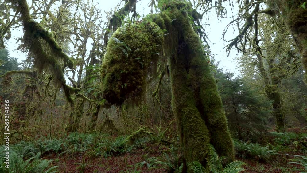 Static shot of ferns and mosses at Hall of Mosses in Hoh Rain Forest in ... Static shot of ferns and mosses at Hall of Mosses in Hoh Rain Forest in ...