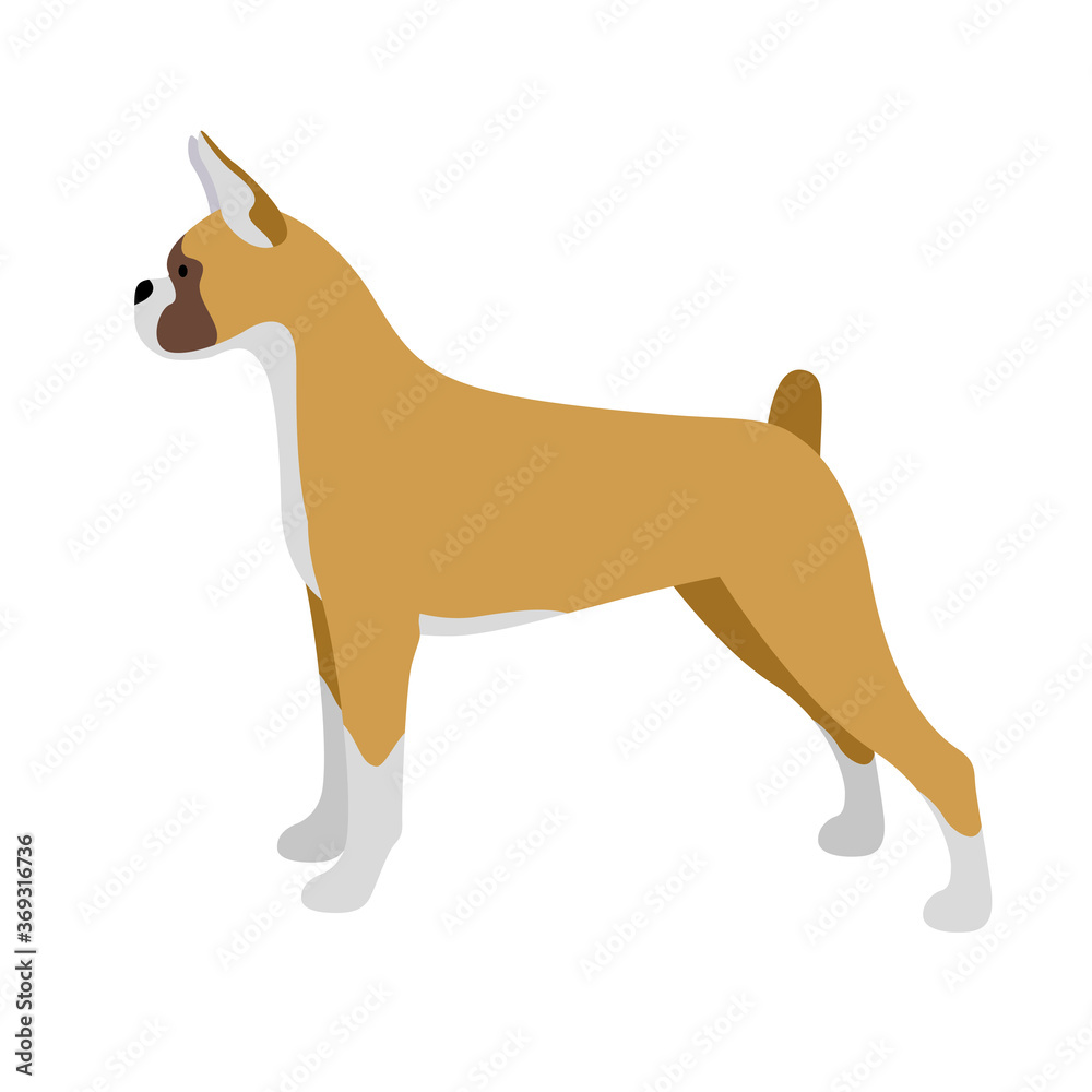 Boxer breed dog standing side view. Vector Illustration. Flat cartoon ...