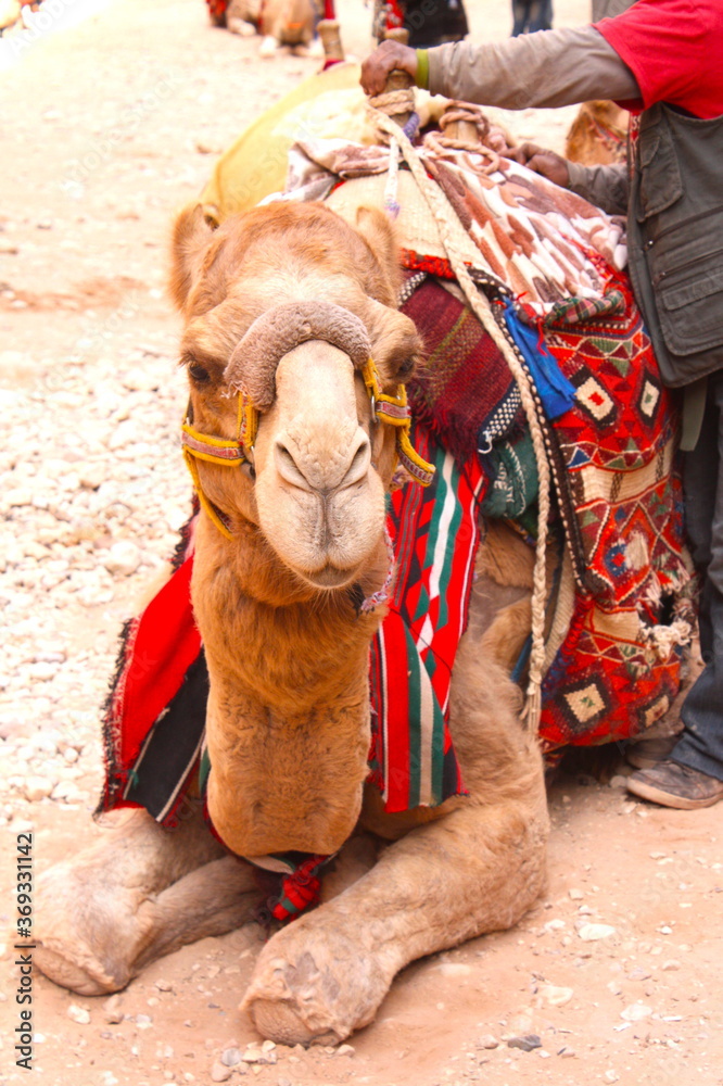 Beautiful camel in front of the temple-mausoleum of Al-Khazneh in the ...