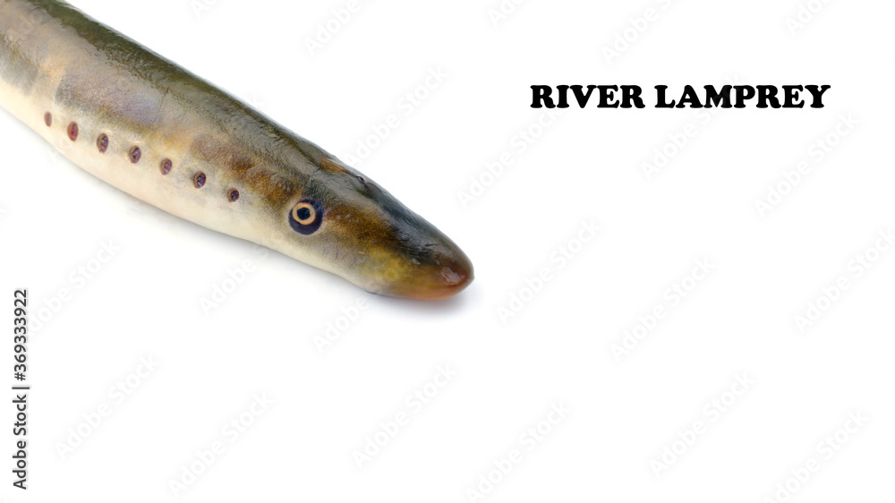 lamprey river, isolated white background, freshwater fish species of ...