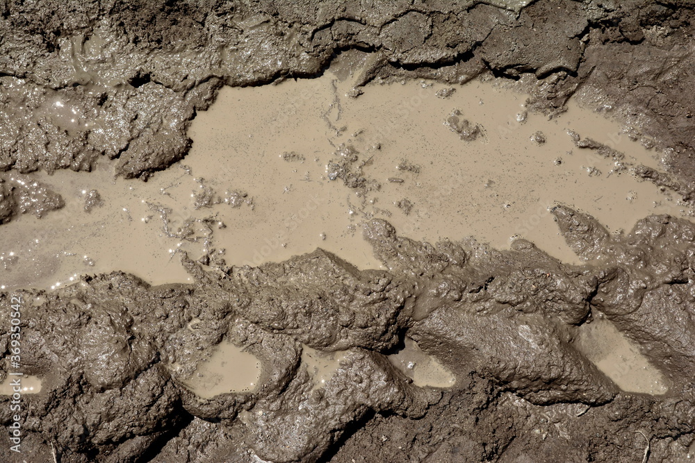 Wet Mud Background