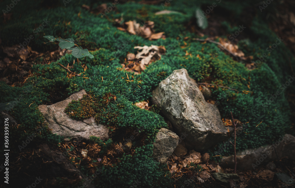 Mossy rocks on the ground of a great forest - the details is what makes ...