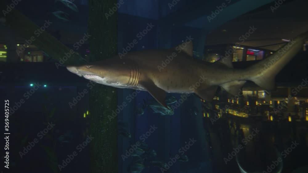 A terrifying tiger sharks a species of requiem shark and the only ...