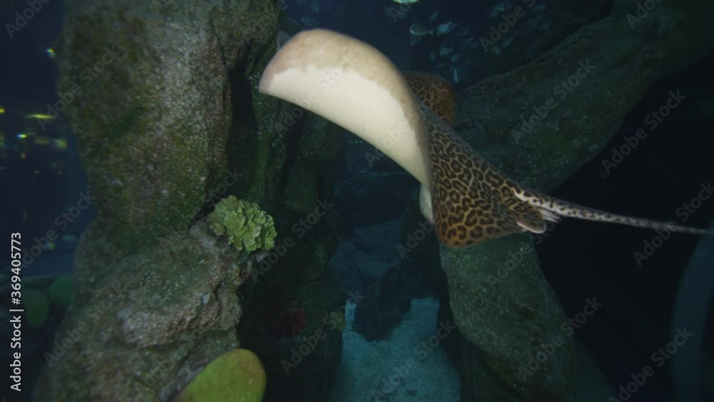 A magnificent reticulate whip ray or honeycomb stingray is one of the ...