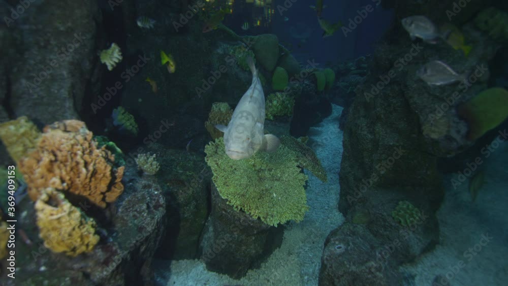 A giant grouper fish a close family of sea bass can be found in one of ...