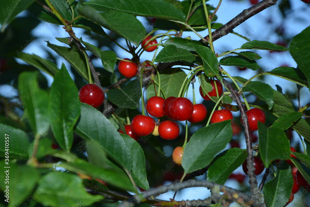 Prunus Cerasus