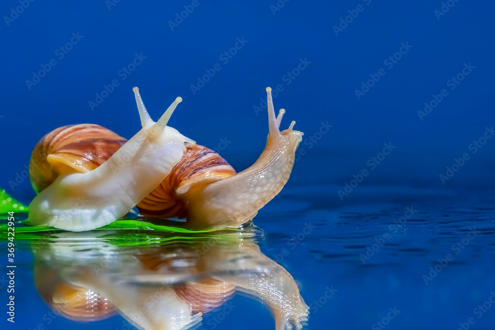 Two snails on a green leaf after the rain. Macro photo. Wet snails ...