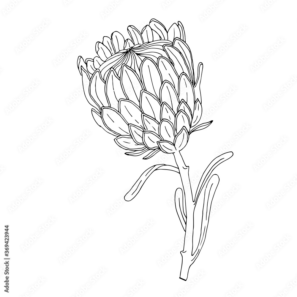 Protea flower handmade drawing in sketching technique. Graphic design ...