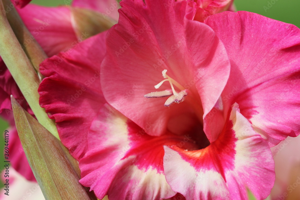 Pink gladioles Gladiolus flower. Spring garden with gladioles . Groups ...
