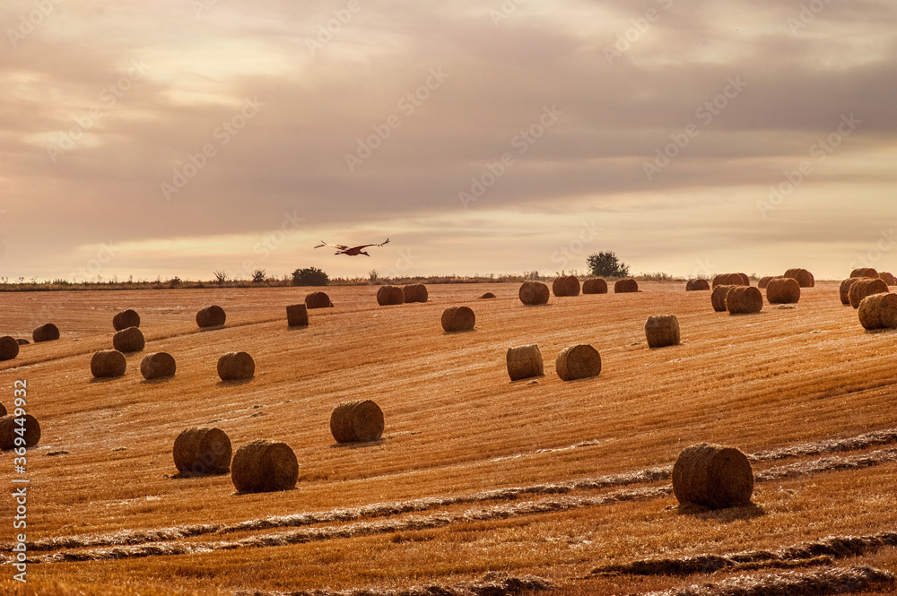 field with bales of straw on its evening sky and stork in flight ...