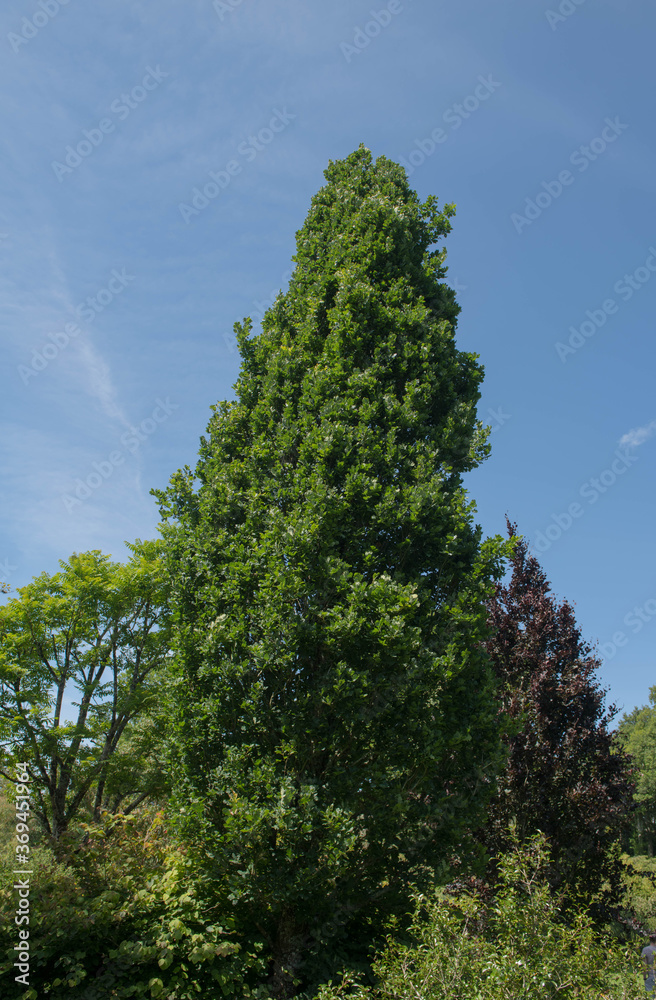 Summer Foliage of a Fastigiate or Cypress Oak Tree (Quercus robur ...
