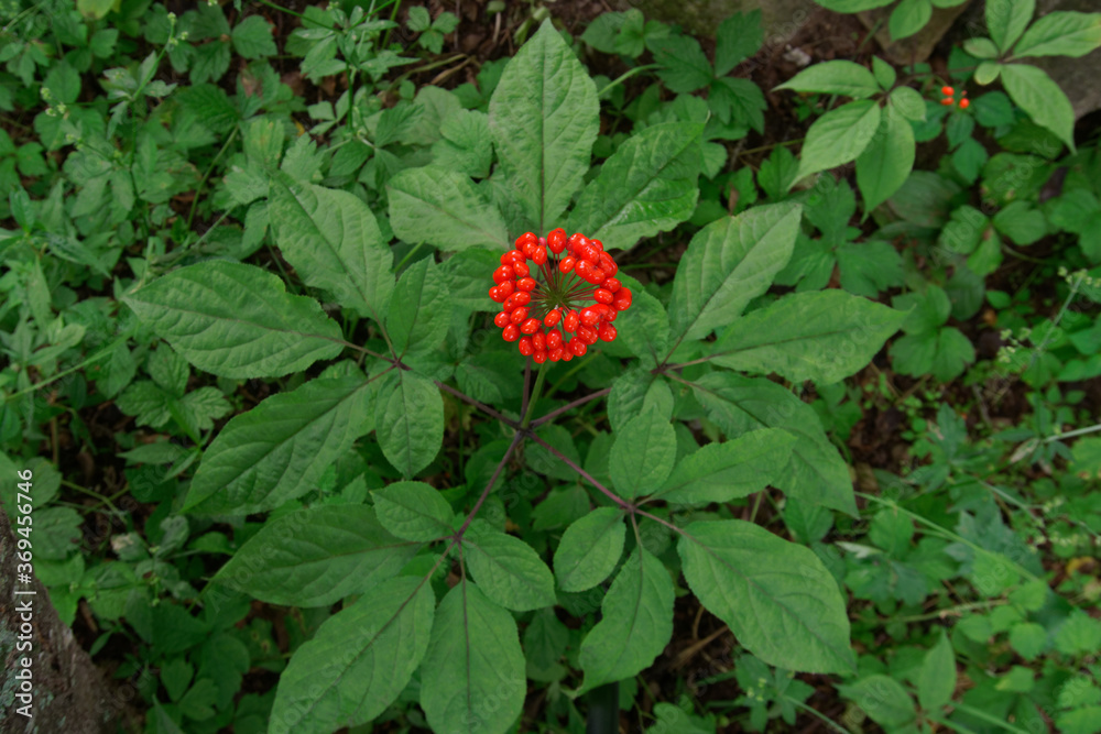 Wild root ginseng with berries. A close up of the most famous medicinal ...