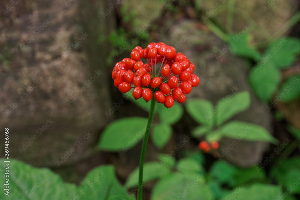 Wild root ginseng with berries. A close up of the most famous medicinal ...