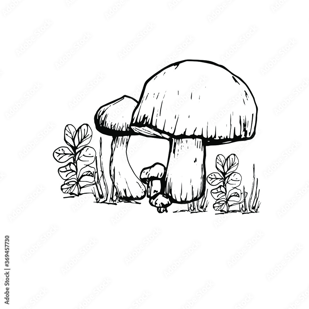 Drawing with a mushroom. Handmade graphics. Edible mushrooms and ...