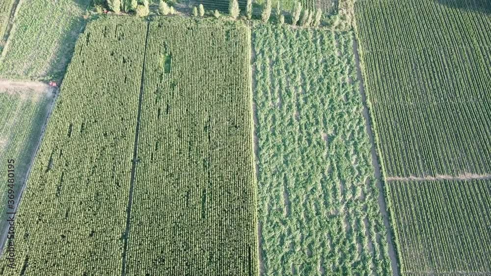 Aerial view of the green agriculture field. Corn field. They are at the ...