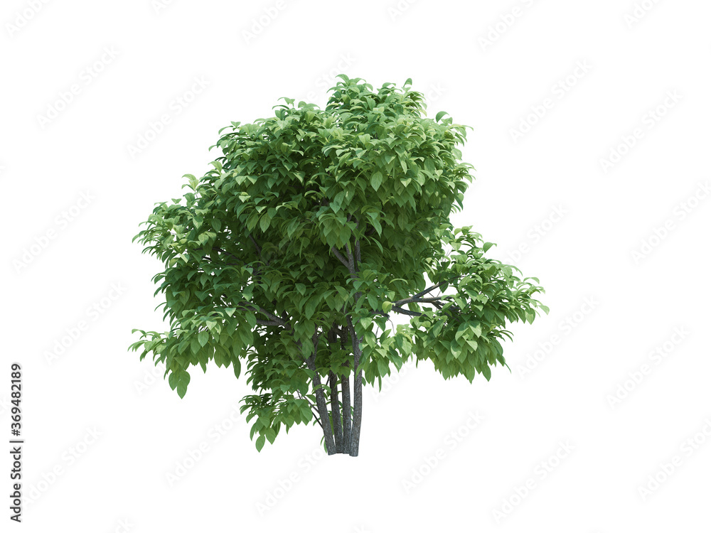 Nature object tree isolated white background Stock Photo | Adobe Stock