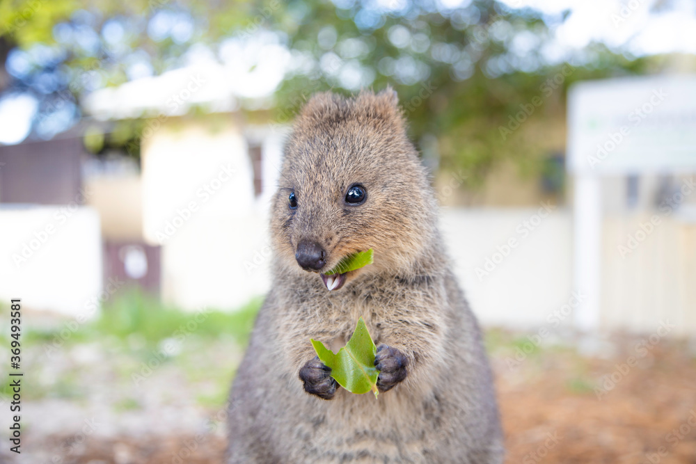 The happiest animal quokka is smiling and eating a delicious leaf at ...