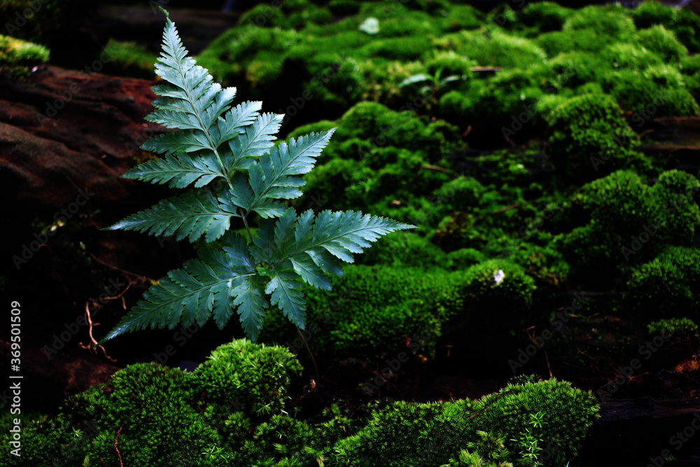 The small, single fern leaves sprouting from the lush moss in the ...