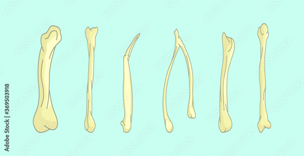 set of chicken bone with various models. vector illustration. isolated ...
