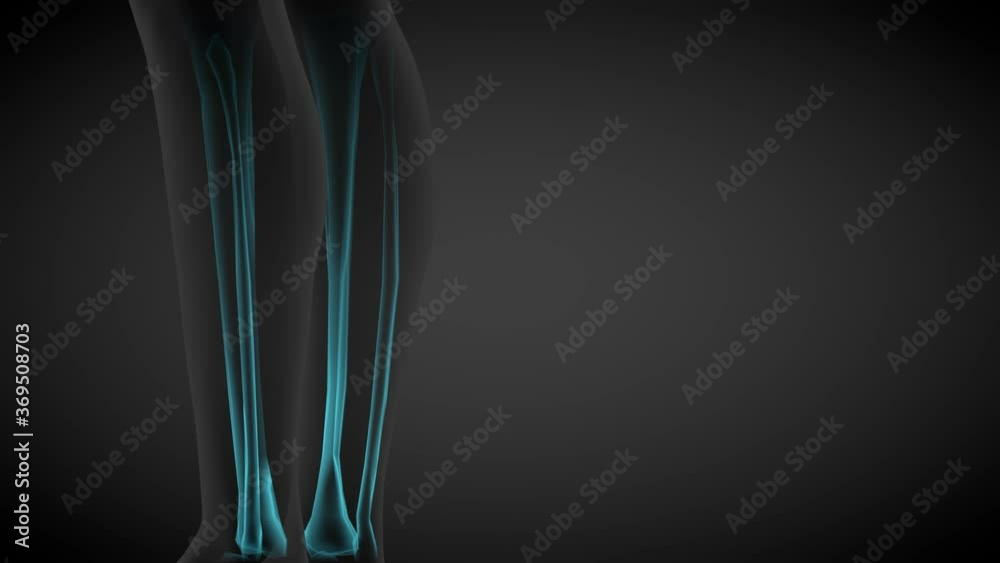 2 different 3D seamless looping animations in 1, female body rotating ...