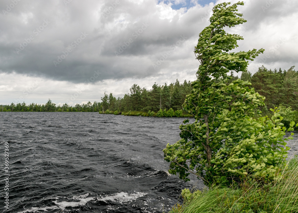 windy summer landscape from swamp lake, wind and turbulence of lake ...
