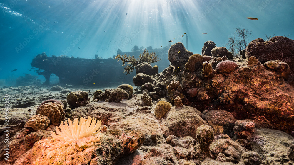 Ship wreck "Tugboat" in shallow water of coral reef in Caribbean sea ...