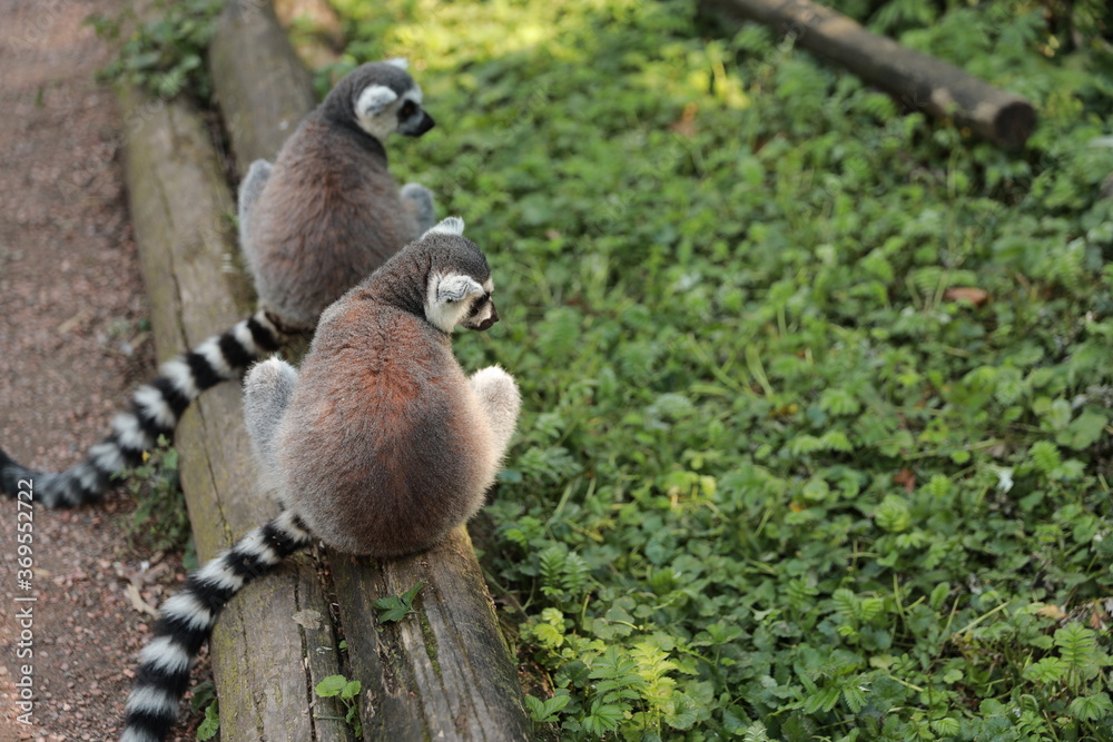 Two Ring-Tailed Lemurs (Lemur catta) in nature, green background, funny ...