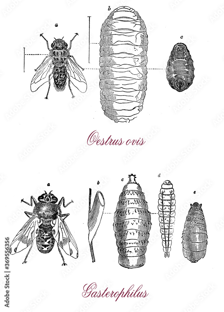 Parasitic flies: Oestrus ovis is a parasitic fly damage to sheep, deer ...